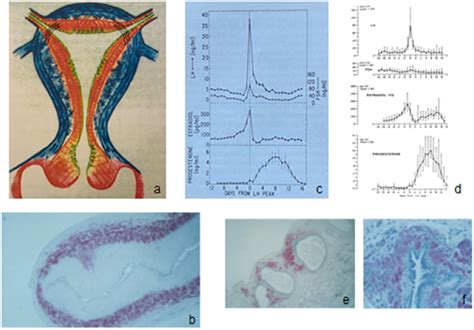 Stratum Basalis Endometrium
