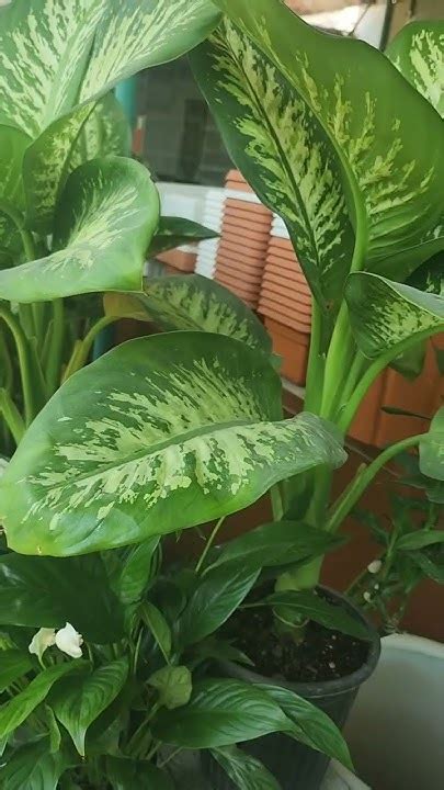 دفنباخيا Dieffenbachia Youtube