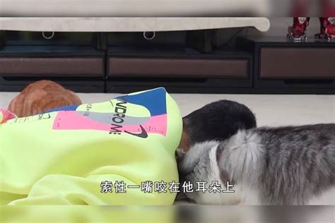 猫与狗终极考验！小哥假装晕倒，它们谁更在乎主人
