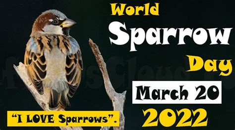 World Sparrow Day कंक्रीट के जंगलों में घरौंदा ढूंढती नन्ही गौरैया