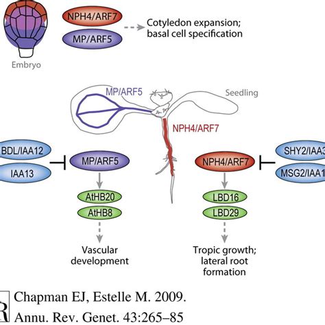 Pdf Mechanism Of Auxin Regulated Gene Expression In Plants
