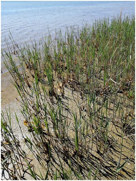 Zostera