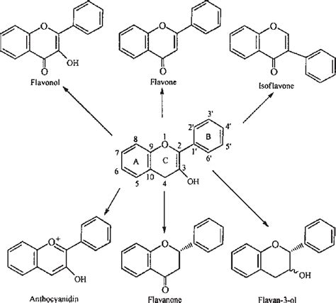 Basic Structure Of Different Flavonoides Download Scientific Diagram