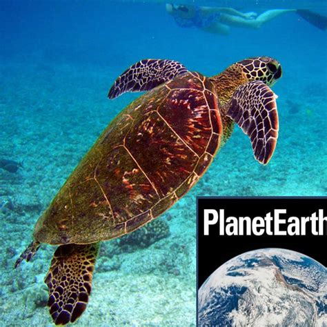 Tidal Energy Turtle Mating Habits From Naked Scientists In Short Special Editions Podcast On Hark