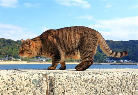 福岡県の猫島相島 あいのしま 九州ロマンチック街道