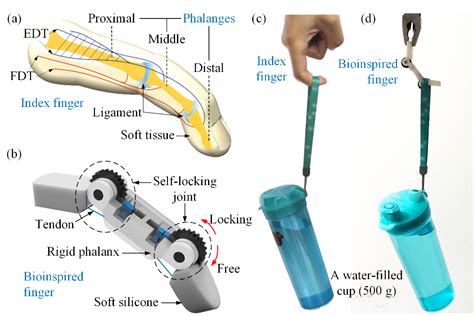 Articulated Actuated Finger With Self Locking Joints Knowledge