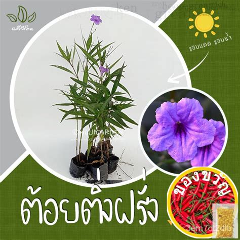 ต้นต้อยติ่งฝรั่ง ฟ้าประทานพร ในถุง 4 นิ้ว ชอบแดด ปลูกง่ายโตไว ออกดอกสี