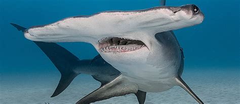 2022 S Top 10 Most Critically Endangered Sharks Rays