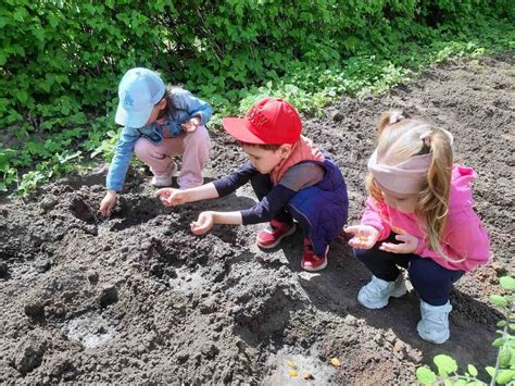 Огород в детском саду Муниципальное бюджетное дошкольное образовательное учреждение «Детский