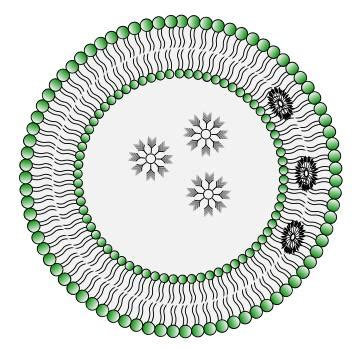 Nm Nm Blank Liposome