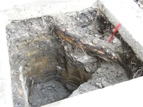 Tree Surveys Reports North East Jesmond Tree Surgeons Limited