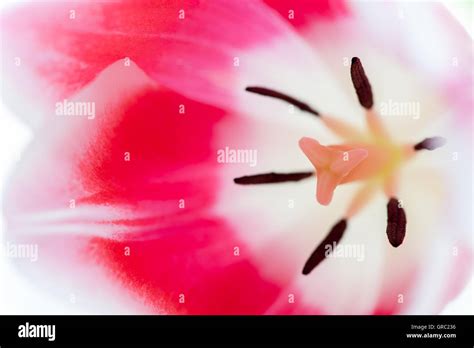 Pleasure Tulip Hi Res Stock Photography And Images Alamy