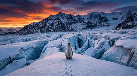 Nihilist Penguin Wallpaper 4k Mountains Walking 5k Glacier