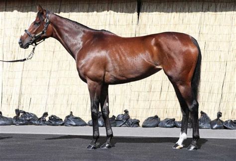 【宝塚記念】ルージュエヴァイユ85点 キ甲、首差しが奇麗に抜けた完成度高い馬体 競馬ニュース Netkeiba
