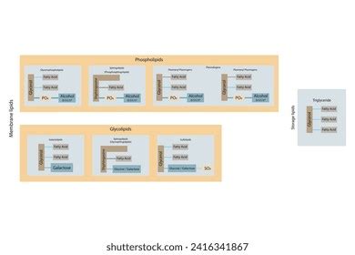 Diagram Showing Classification Lipids Storage Lipids Stock Vector Royalty Free