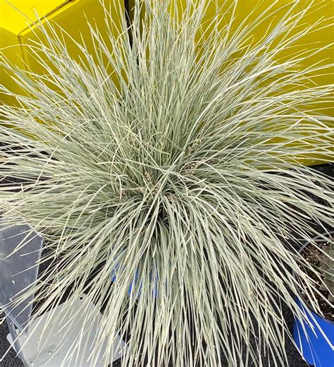 'Arctic Frost' | Sunset Plant Collection