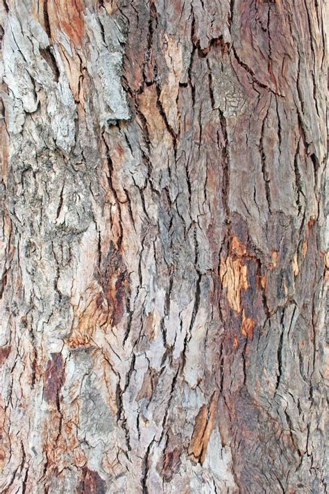 Textura De Madera Imagen De Archivo Imagen De Extracto
