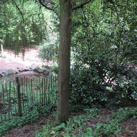 Juniperus Recurva Var Coxii In Parc Cefn Onn