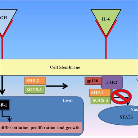 Human Growth Hormone Hgh Signal Transduction Pathway When Hgh Binds Download Scientific