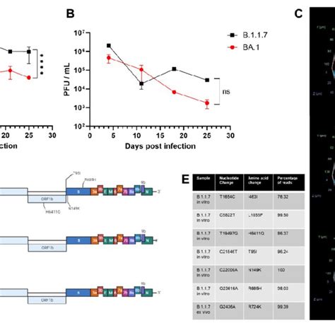 Evolution Of Sars Cov 2 Variants Ex Vivo And In Vitro After 25 Days Of