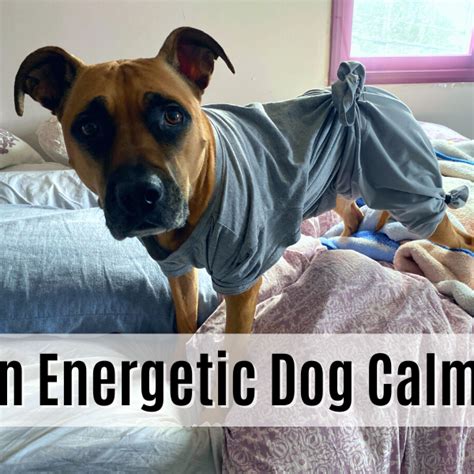 Clingy Dog 6 Reasons Why Your Dog Is A Velcro Dog 7 Ways To Help