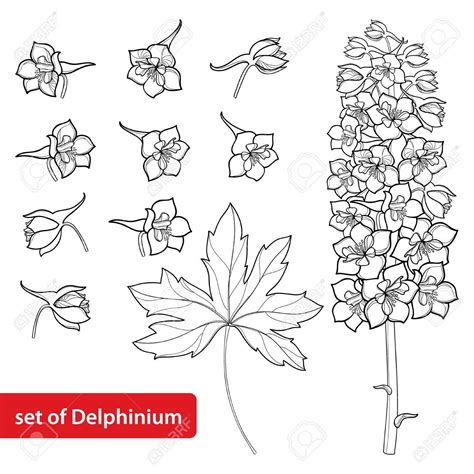 How To Draw Delphinium Flowers Zacinco