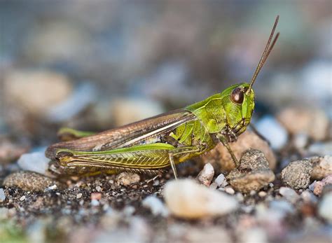 Grasshopper By EehAlter