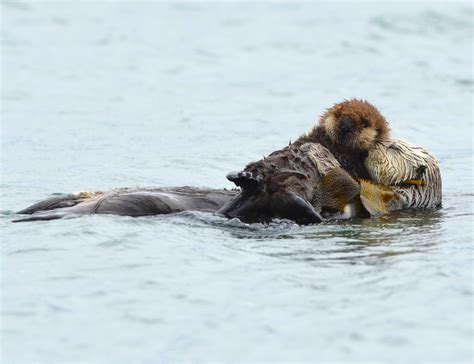 Sea Otters Hold Hands While Theyre Sleeping