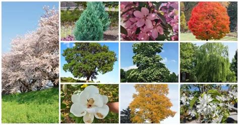 Are There Any Fire Resistant Tree Species Tree Vitalize
