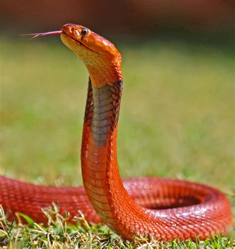 Beautiful Snakes You Will Love To Have As Pets Nairaland