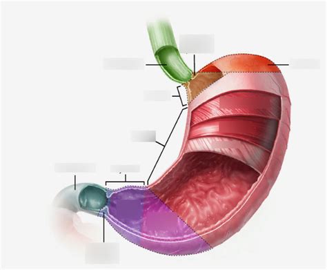 Diagram The Four Stomach Regions Diagram Quizlet