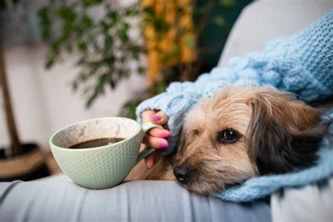 What Happens If Dogs Drink Coffee Coffee At Corner