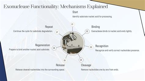 Understanding Exonuclease Function Types And Importance Ppt Guidelines