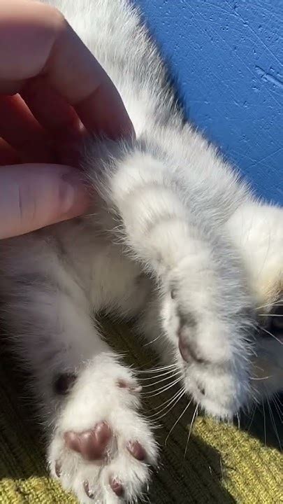 Моя кошечка Гучи кайфует на солнышке 🥰🐾 Youtube