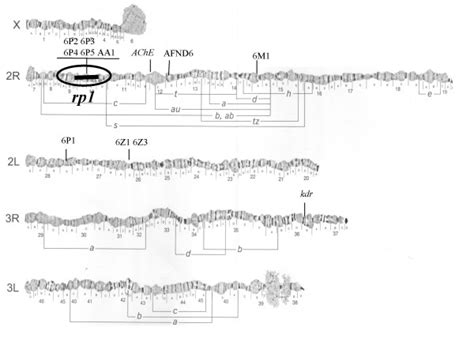 Cytogenetic Map Of An Funestus Polytene Chromosomes Indicating Rp1 Qtl Download Scientific