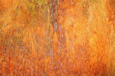 Close Up Of Bark On Tree Stock Image Image Of Trunk 65719755