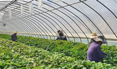 Правительство Кореи усовершенствует систему найма сезонных рабочих Официальный