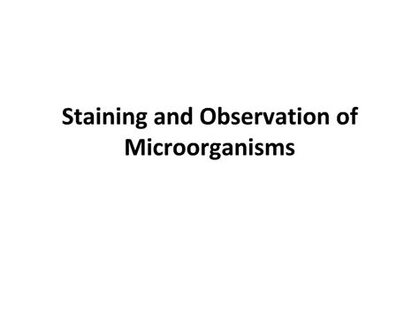 Ppt Staining And Observation Of Microorganisms Powerpoint Presentation Id