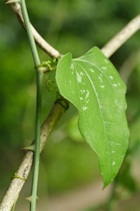 Smilax excelsa - Изображение особи - Плантариум