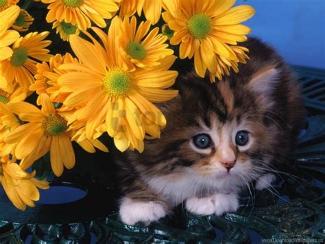 Free Download Hd Png Face Flower Kitten Lie Wallpaper Background Best