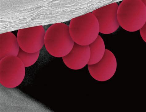 Magnetic Bead Based Reagent Dr0400ca Vdo Biotech For Lateral Flow