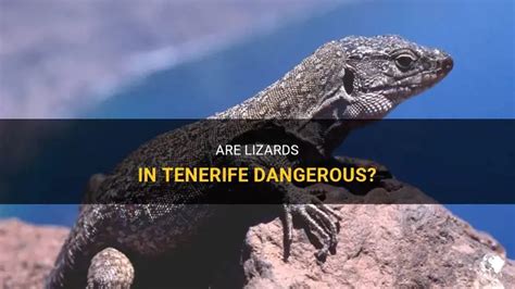 Are Lizards In Tenerife Dangerous Petshun