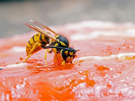 What Type Of Wasps Build Nests In The Ground Wasp Removal Toronto