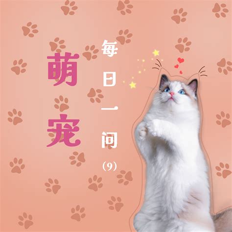 萌宠·每日一问（9） 哔哩哔哩