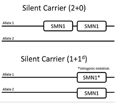 Silent Carrier 20 Of Two Copies Of Sma1 On A Single Chromosome And