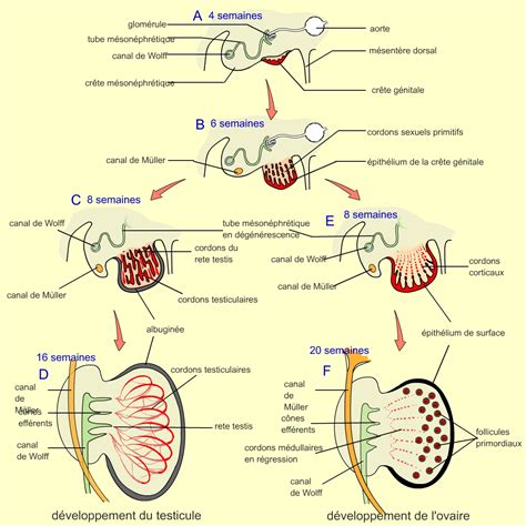 Cours De Svt Le Fonctionnement De L Appareil Reproduc