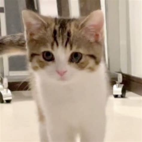 Active Cat Mee Youtube