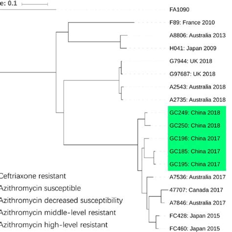 Maximum Likelihood Tree Based On 14965 Genome Wide Snp Sites Strains