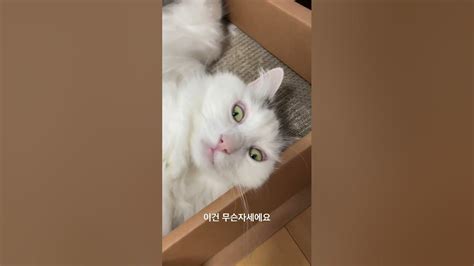 요가하는 고양이 Youtube