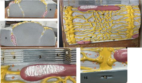 Sarcomere Diagram Quizlet